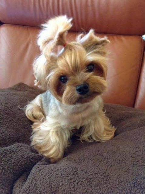I LOVE DOGS: Fluffy Dogs That Don't Shed : Hypoallergenic Dog Breeds