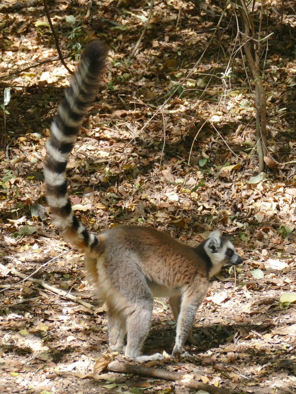 Ian Fraser, talking naturally: Lemurs; ghosts of Madagascar
