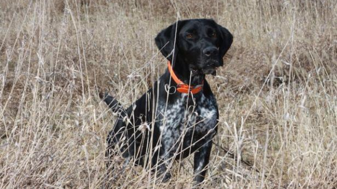 Adventures of a GSP Hunting Dog: Links