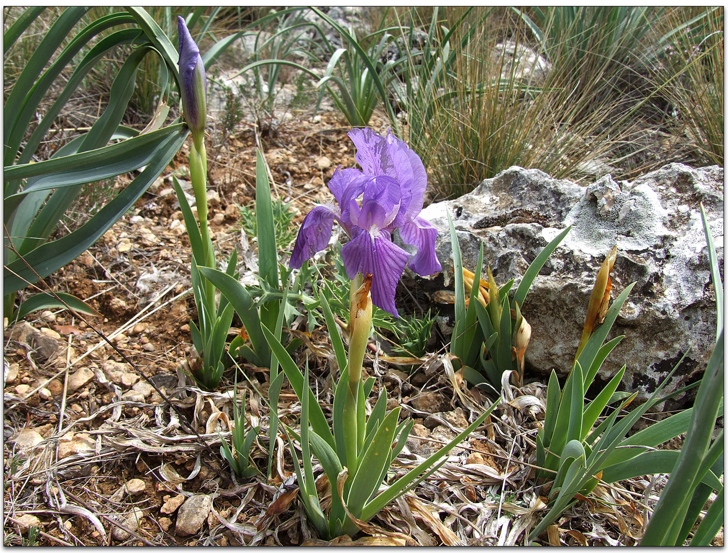 rocayflor: abril 2012