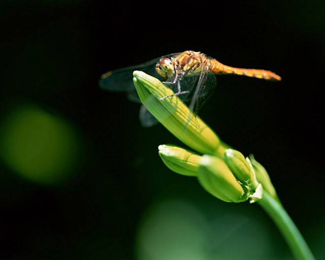 Dragonfly | The Biggest Animals Kingdom