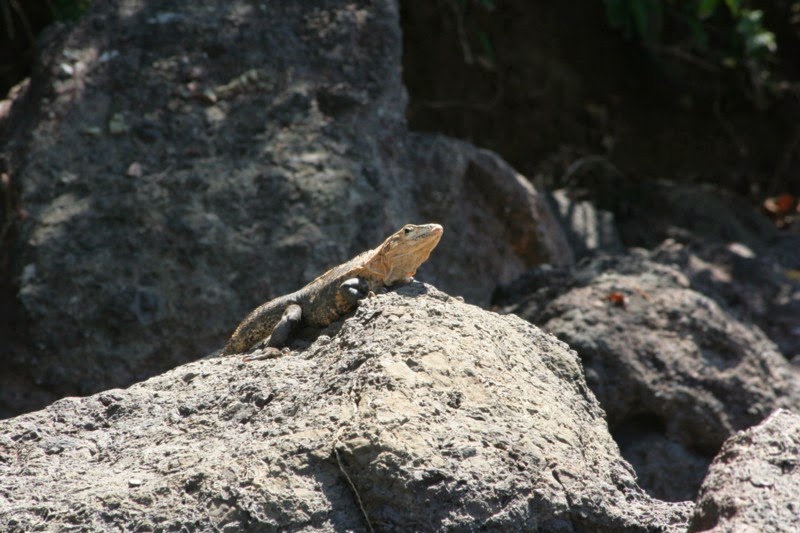 Aquarien und Orchideen : Costa Rica und Dominikanische Republik