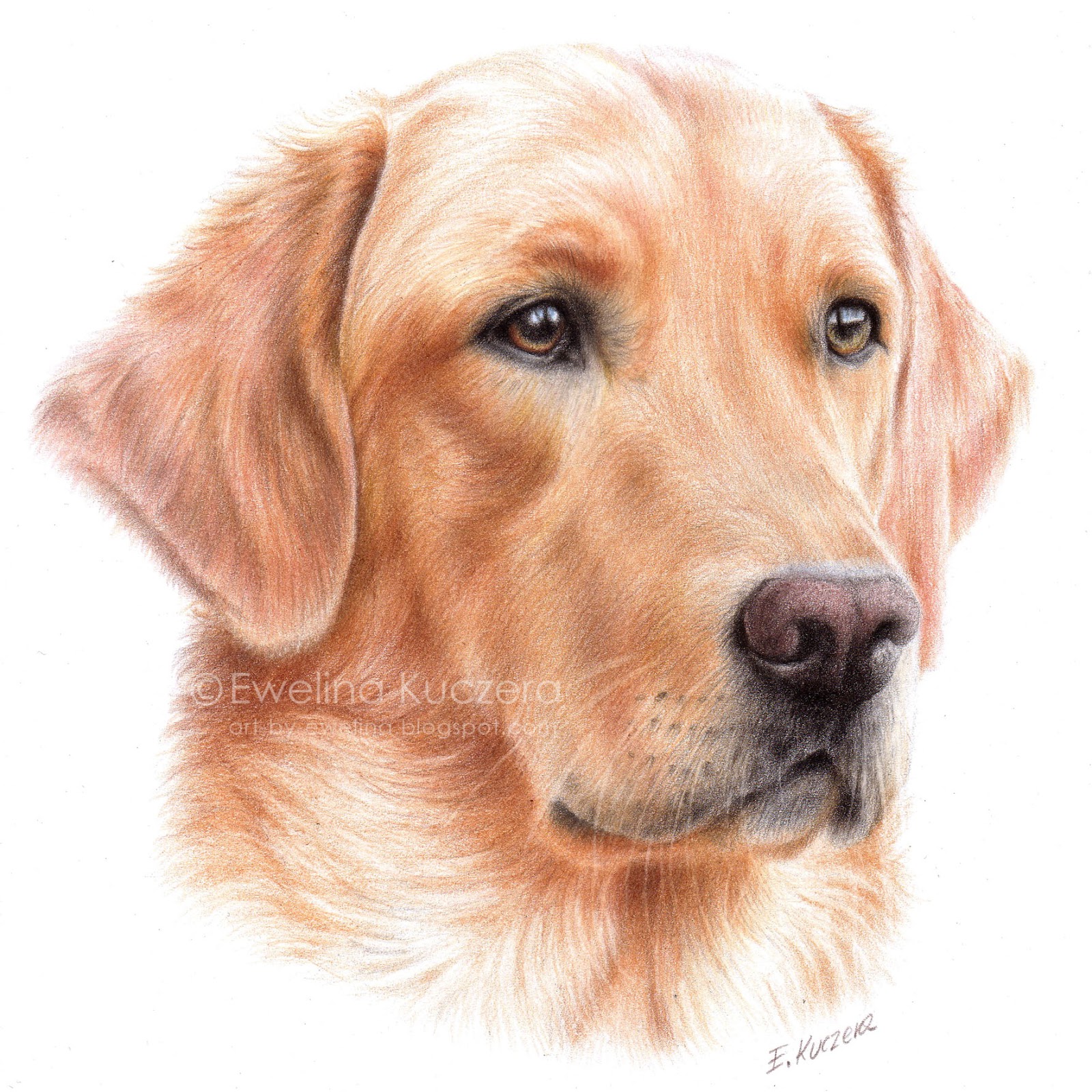 Artistic Blog - learn how to draw with colored pencils: Dogs
