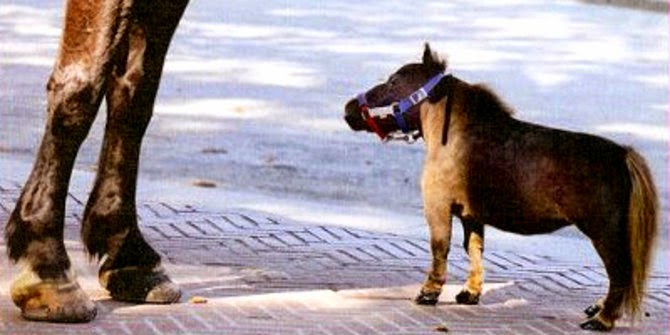 Pecahkan Rekor, Ini Kuda Paling Kecil di Dunia