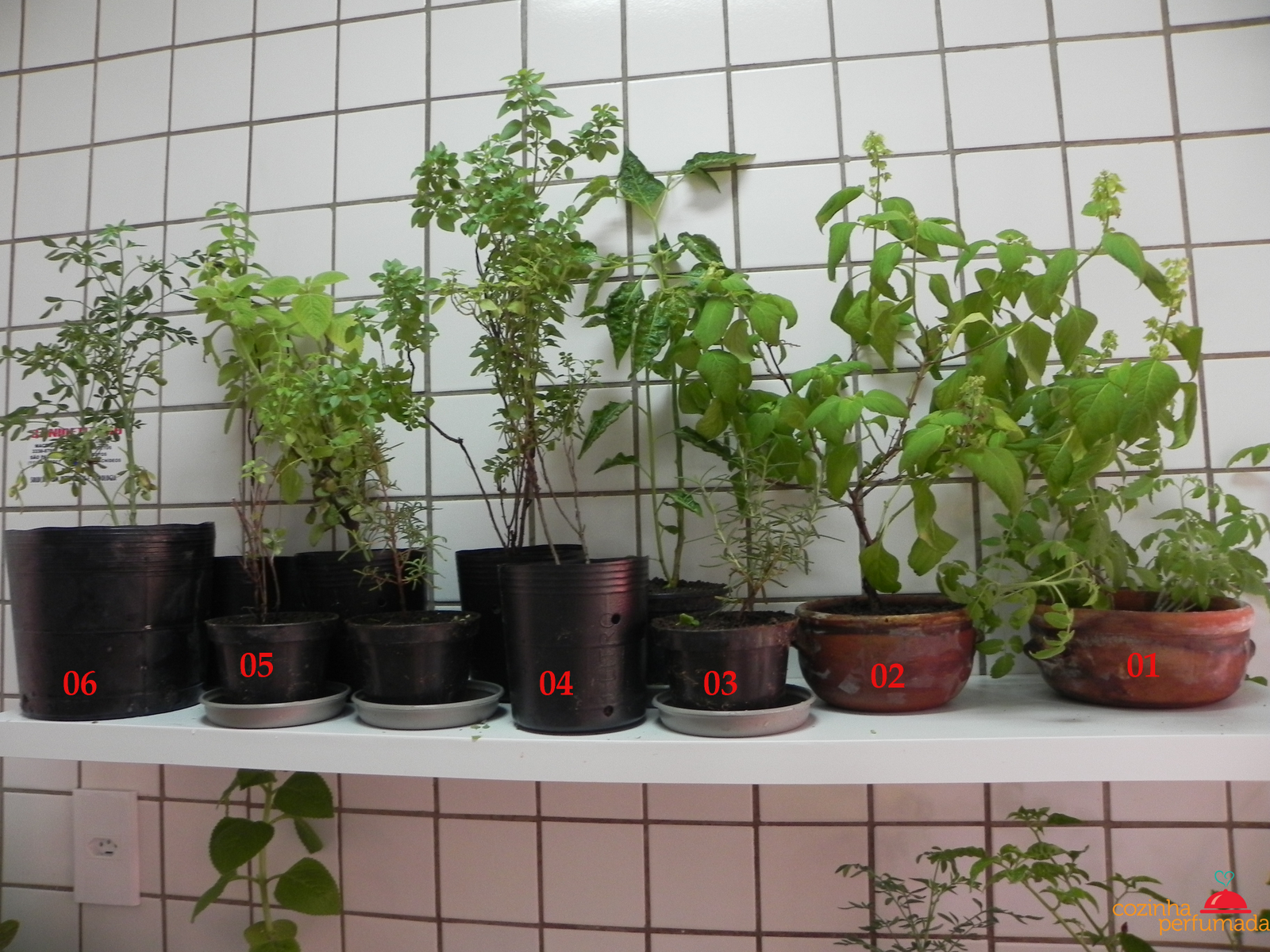 Cozinha Perfumada: Como ter uma hortinha em apartamento