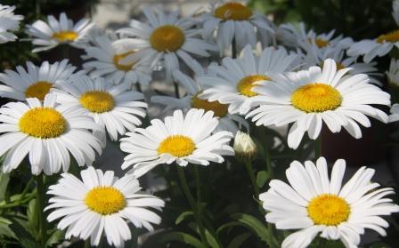 Um jardim para cuidar: O encanto dos malmequeres ...