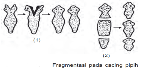 MAKALAH PERKEMBANGBIAKAN MAKHLUK HIDUP