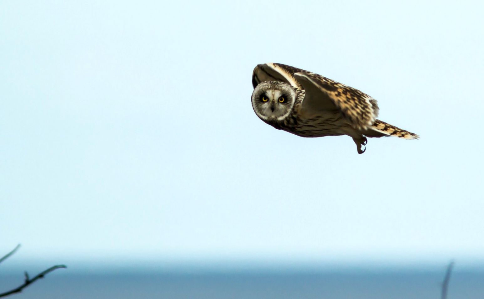 Sky Bird Owl Flying Hd Wallpaper | Best Wallpapers HD Gallery