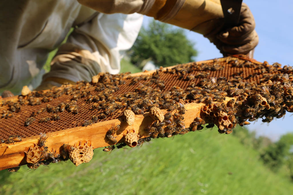 What Should I Be Doing With My Bees This Month June 2013 what-should-i-be-doing-with-my-bees-this-month-june-2013