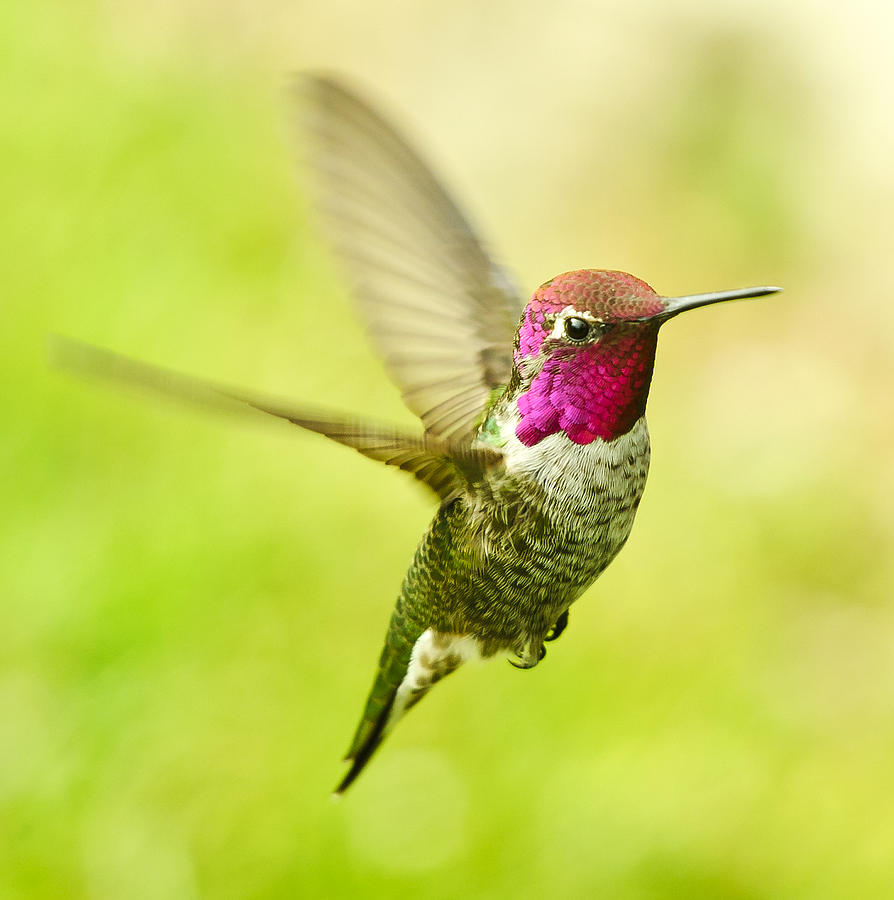 AvesMundi: EL COLIBRI MUEVE SUS ALAS MÁS RAPIDO QUE UN CAZA