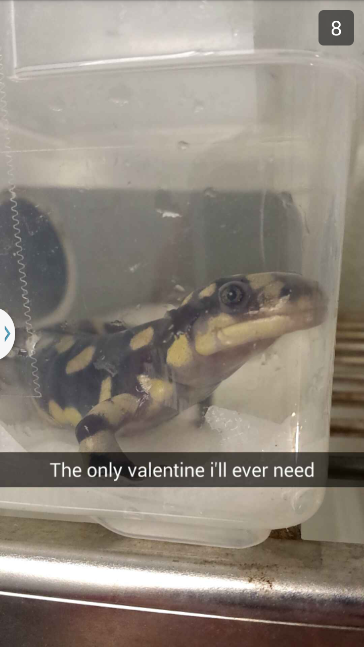 Salamander-Shmalamander