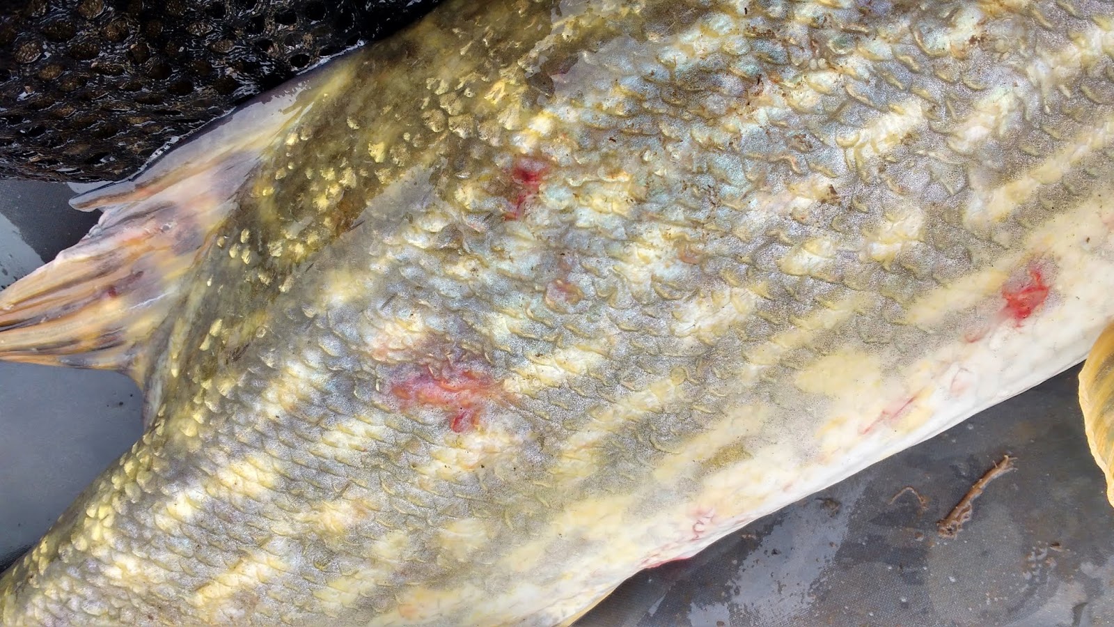 Jorvik Angler: March 2019