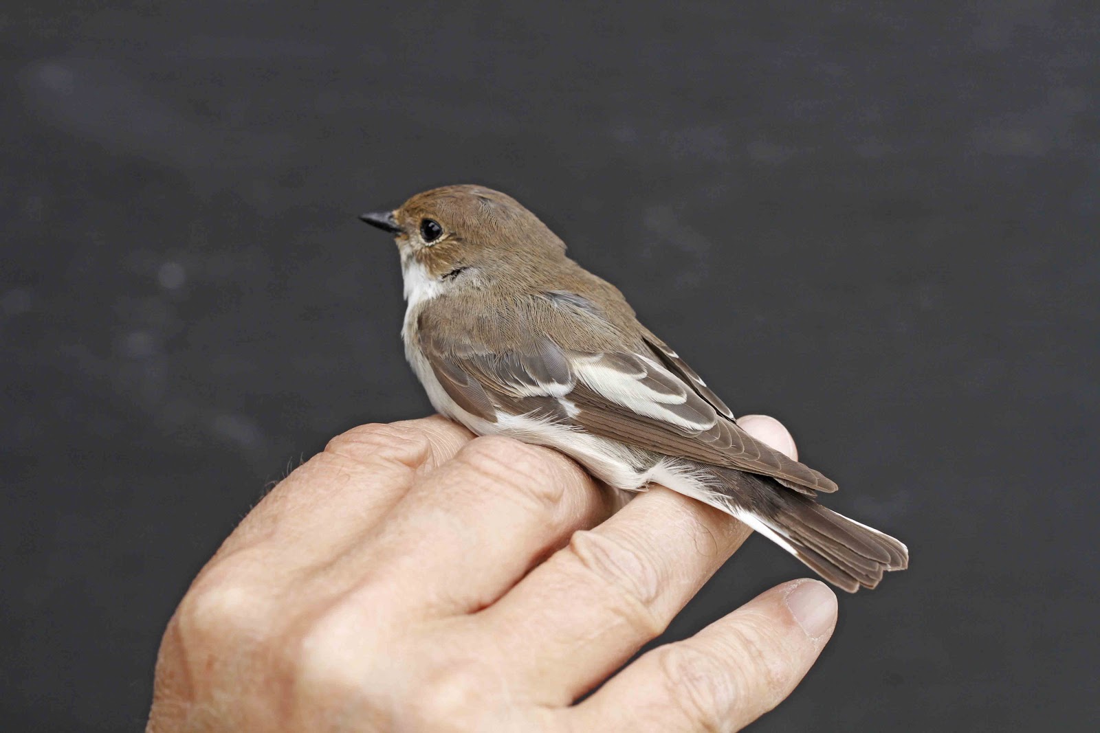 Calderdale Birds: 2 Interesting Birds from Orford Ness
