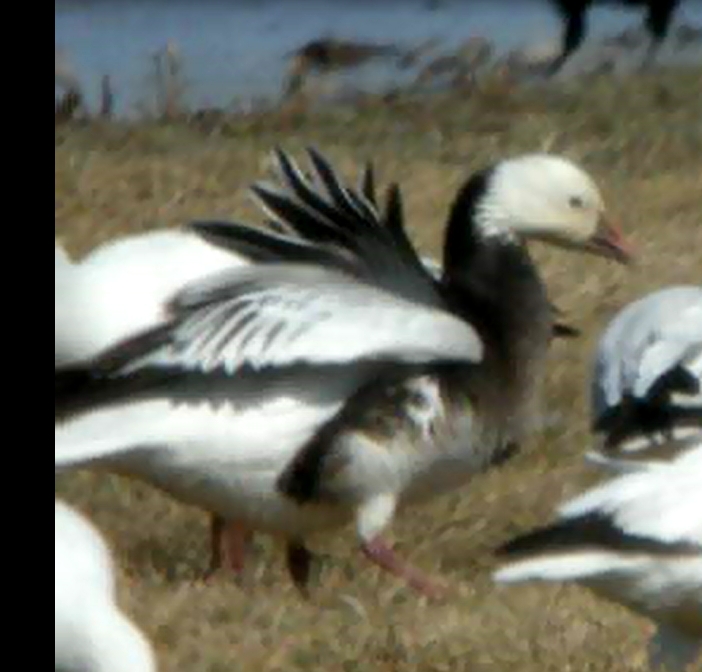 Avian Tendencies: possible dark morph Ross's Goose- an ID quandary