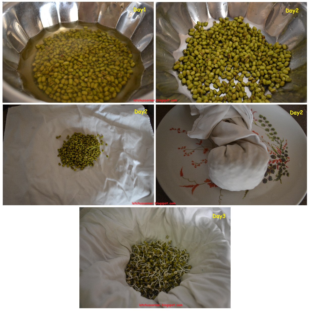 Green Gram Seed Germination