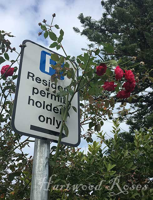 Hartwood Roses: Beautiful Bermuda