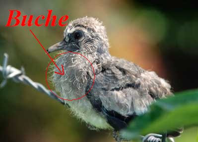 Mis amigas las palomas: Fotos pichón paloma (Cómo actuar si encontramos ...