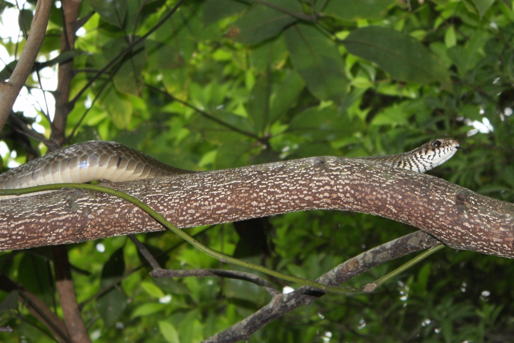 งูสิงหางลาย Banded rat snake - งูไทย ใจกล้า
