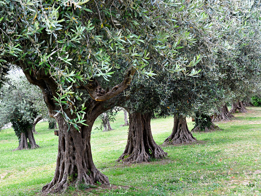 Our Trees Project: OLIVE GROVES FROM PUGLIA