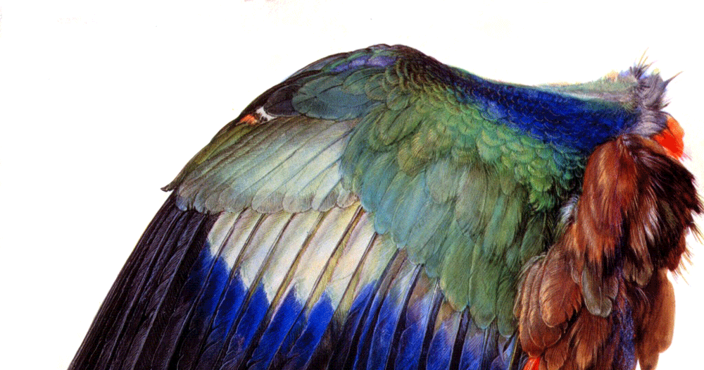 Pam Holladay Artist: Painting a Bird Wing