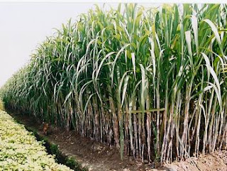 MUSUH ALAMI-PREDATOR: Budidaya tanaman tebu