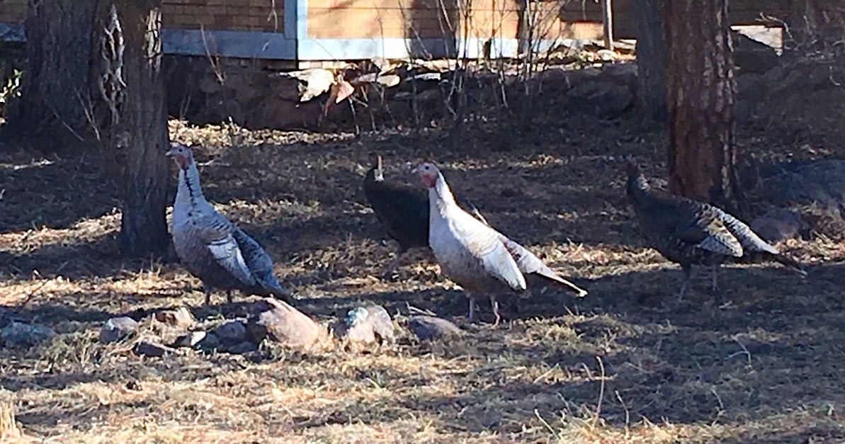 Southern Rockies Nature Blog: Smoke-Phase Turkeys in Southern Colorado