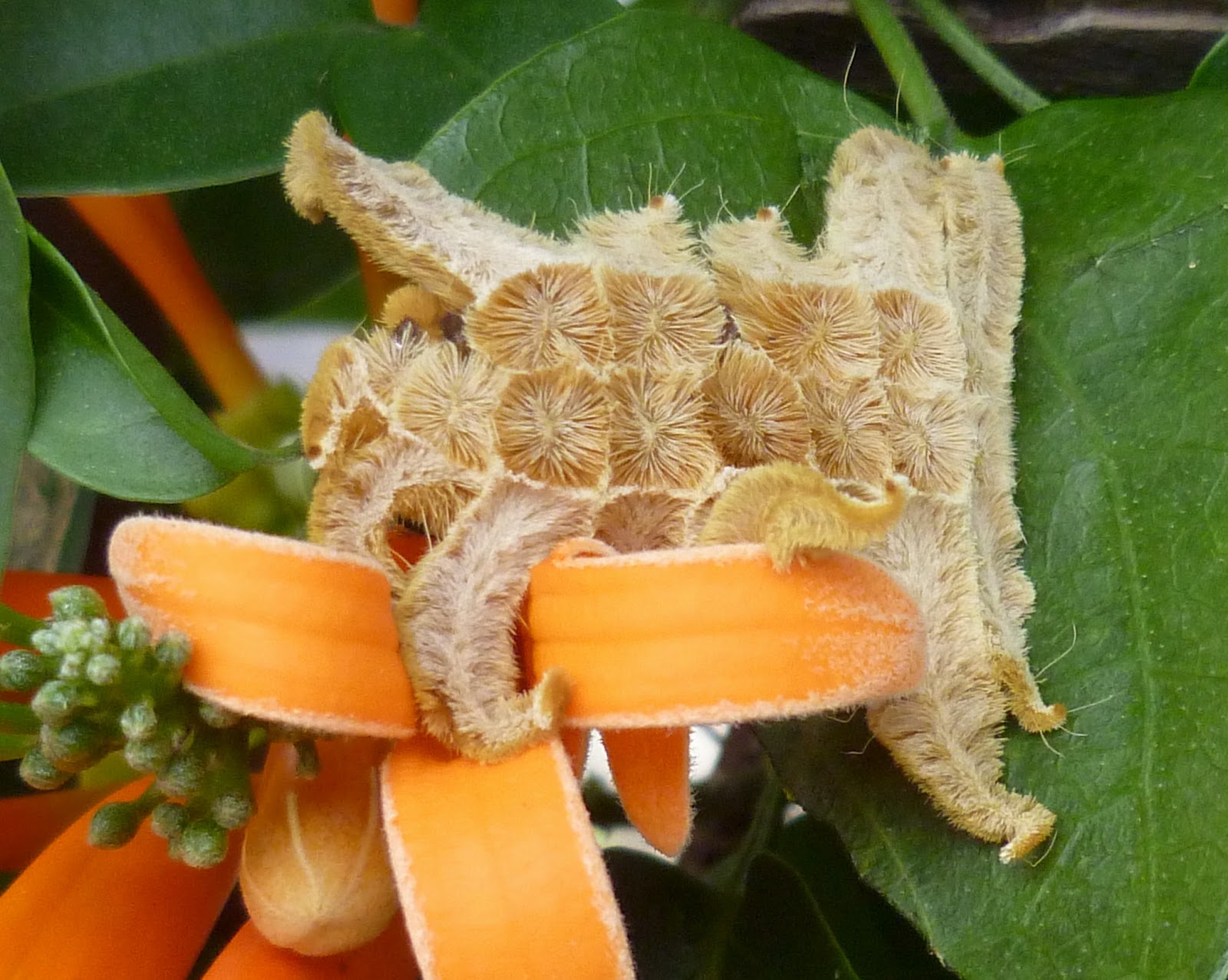 Lepidóptera 10º Norte: Phobetron hipparchia