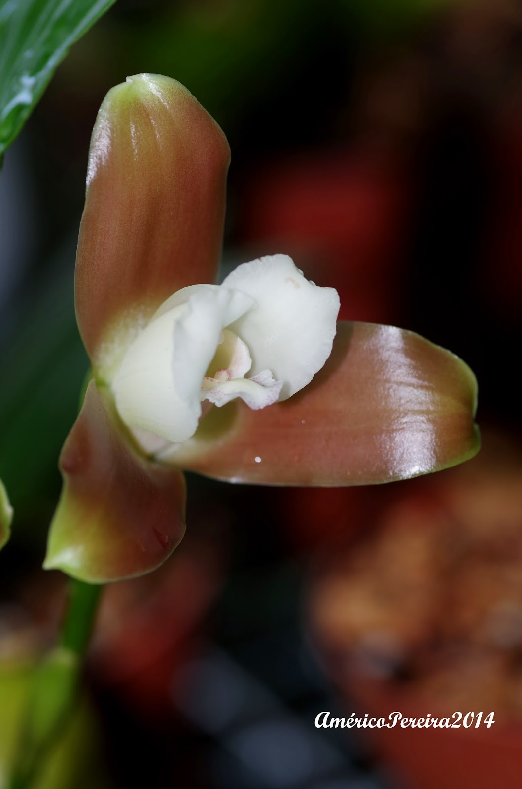Orquídeas soltas: Lycaste macrophylla
