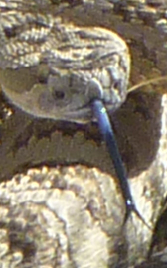 Explore Reno-Tahoe and beyond: Rattlesnake Avoidance Training