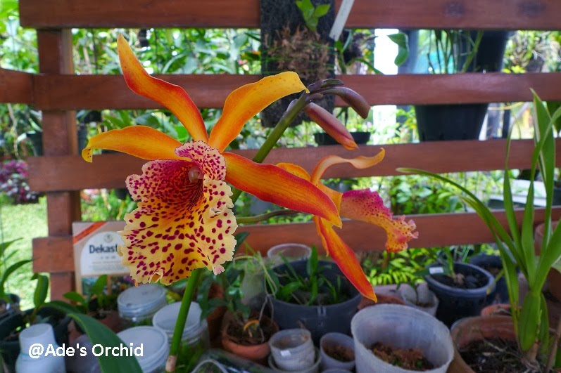 Ade's Orchid: Cattleya Myrmecatavola Frances Fox 'Sunspots'