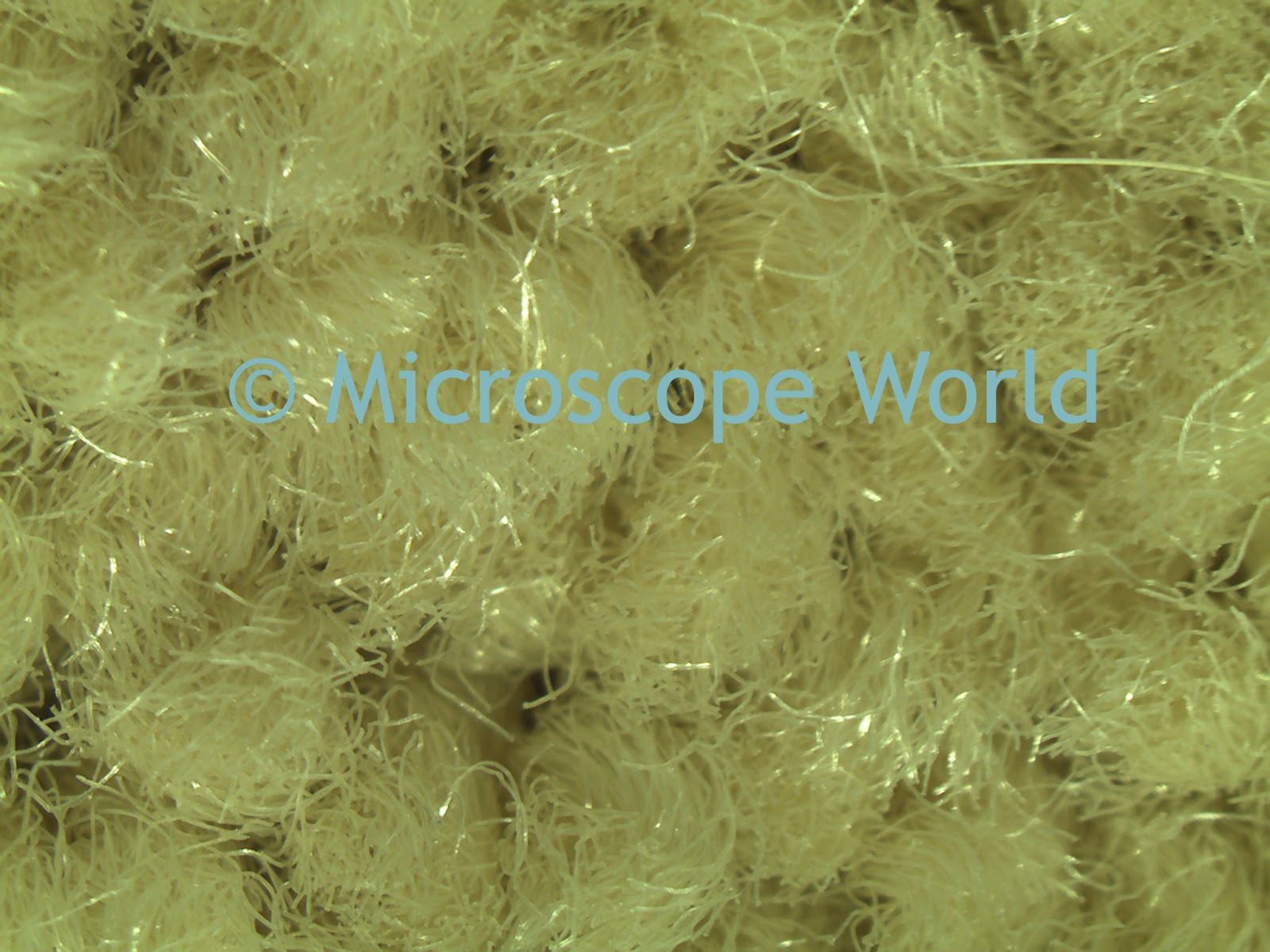 Microscope World Blog: Carpet under the Microscope
