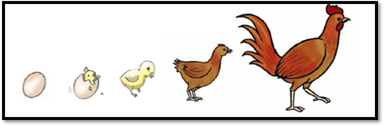 Pertumbuhan dan Perkembangan Pada Tumbuhan | Materi Pelajaran