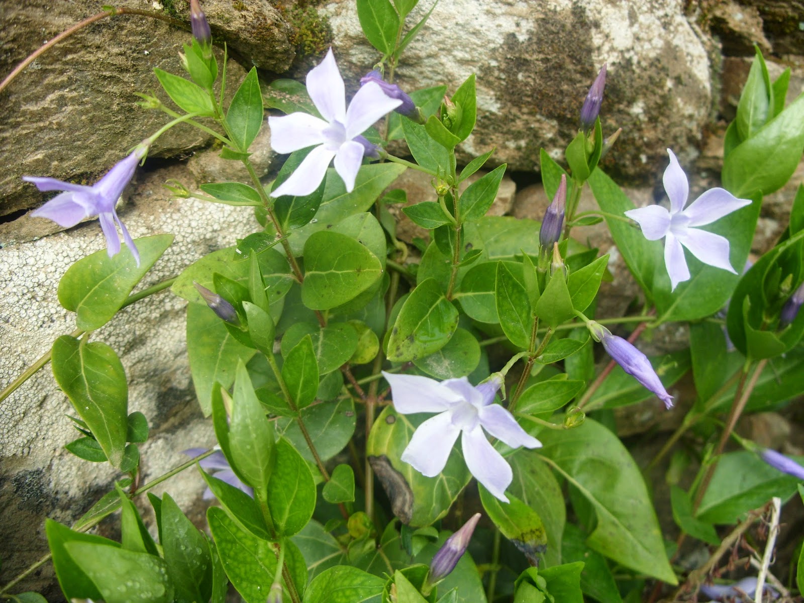 Jardim Autóctone: Erva-da-inveja (Vinca difformis)