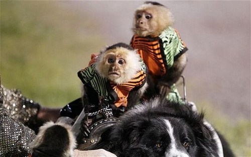 Trends High Quality Pictures: Amazing Monkey Rider Photos