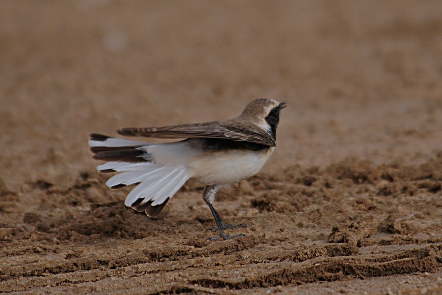Birds of Saudi Arabia: Wheatears – Sabkhat Al Fasl