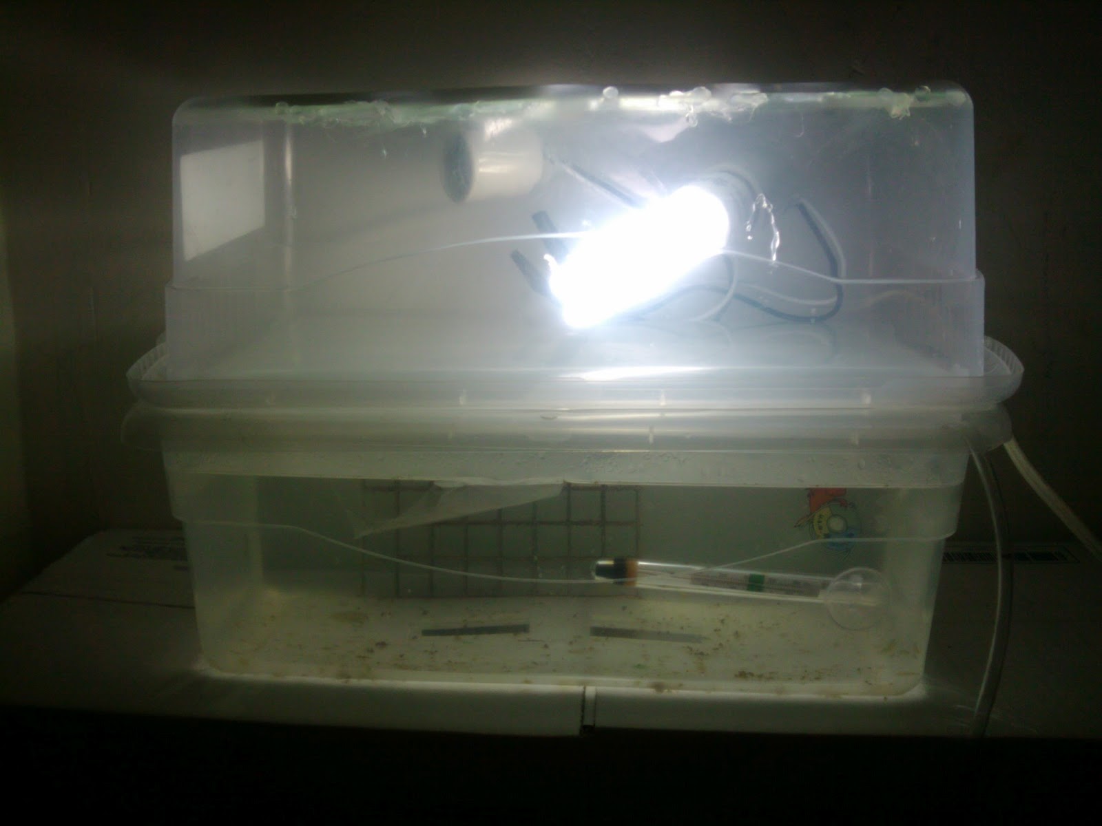 Jellyfish Keeping: My Jellyfish Aquariums