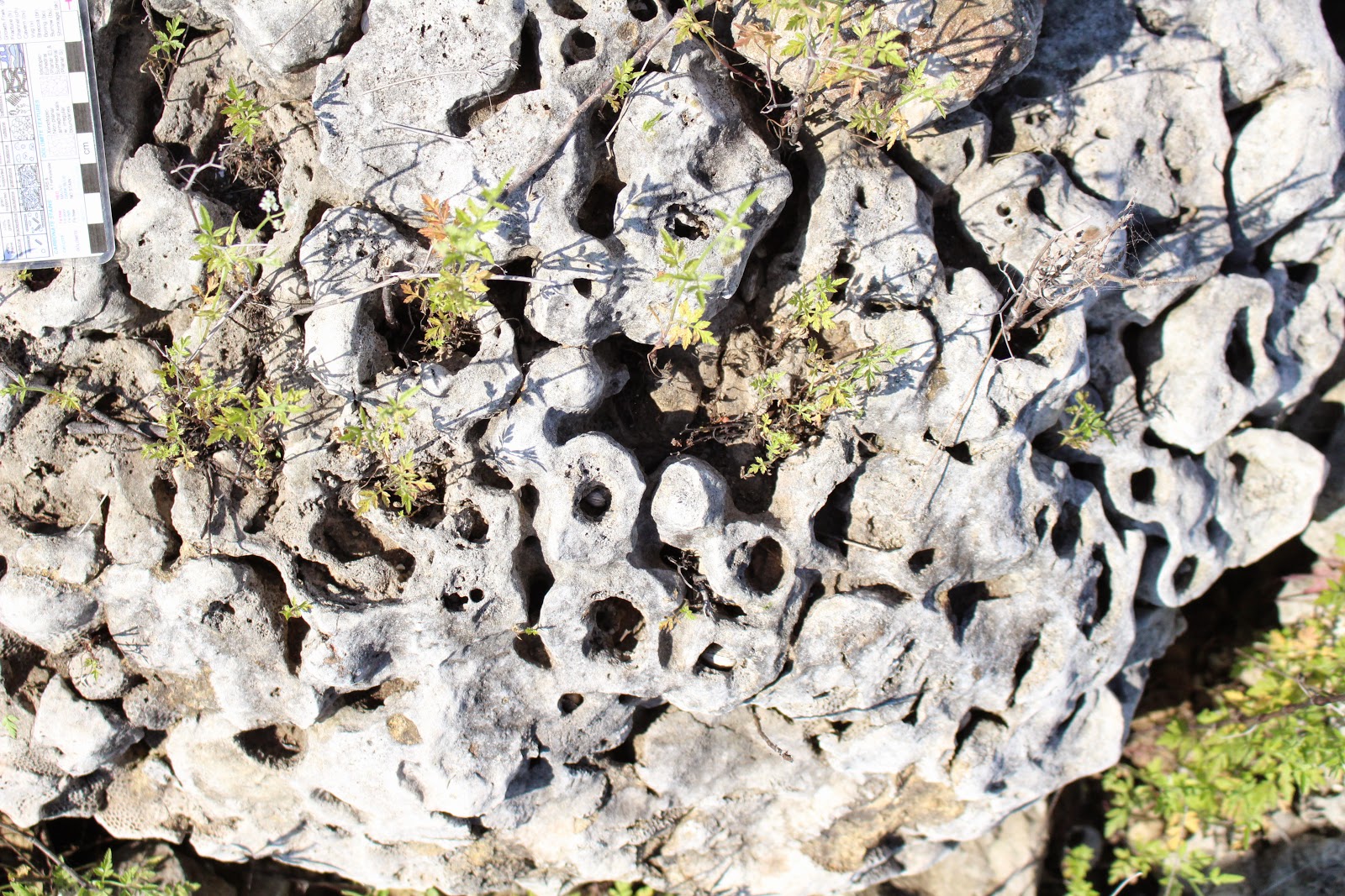 Finding Fossils...: Fossil Reefs around Austin