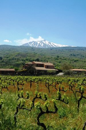 Winesnob's Blog: Sicily - Etna DOC