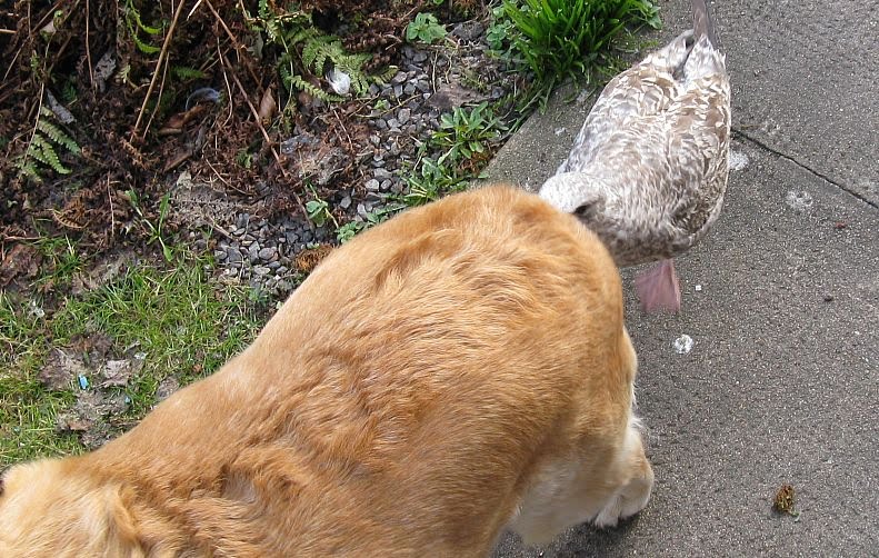 Simply Superb Swans: Seagull Bites Dog