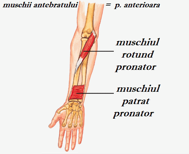 Angel Blue: februarie 2014