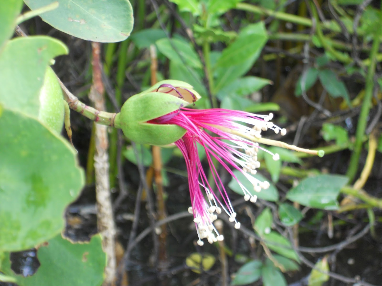 Sonneratia caseolaris (Pedada Merah)