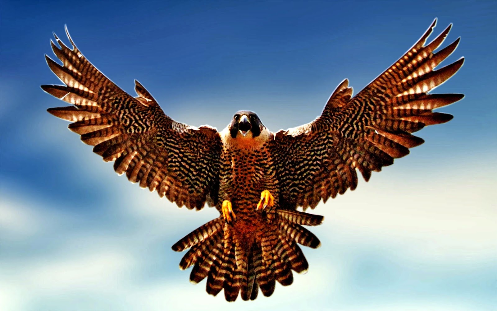 Salafi Aqeeda - THE FLAMING FALCON SWOOPING DOWN ON THE DISSENTERS OF ...