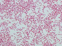 Rong's Bugs: Campylobacter spp