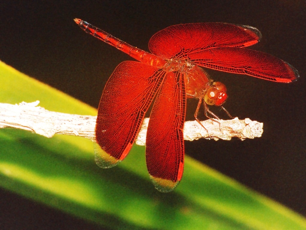 Koleksi Gambar Capung Terindah yang harus Kamu Lihat! | GambarBinatang.Com