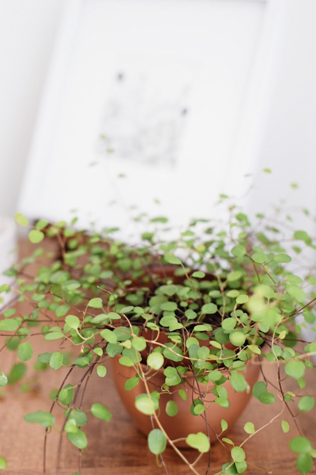 Thistle Harvest: My favorite houseplants & how to keep them happy