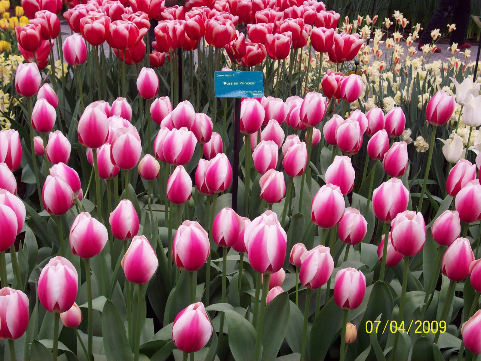 Muhammad Qul Amirul Hakim: Bunga Tulip Di Keukenhof, Belanda - Siri 2