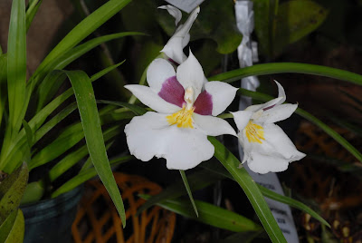 Miltoniopsis roezlii care and culture | Travaldo's blog