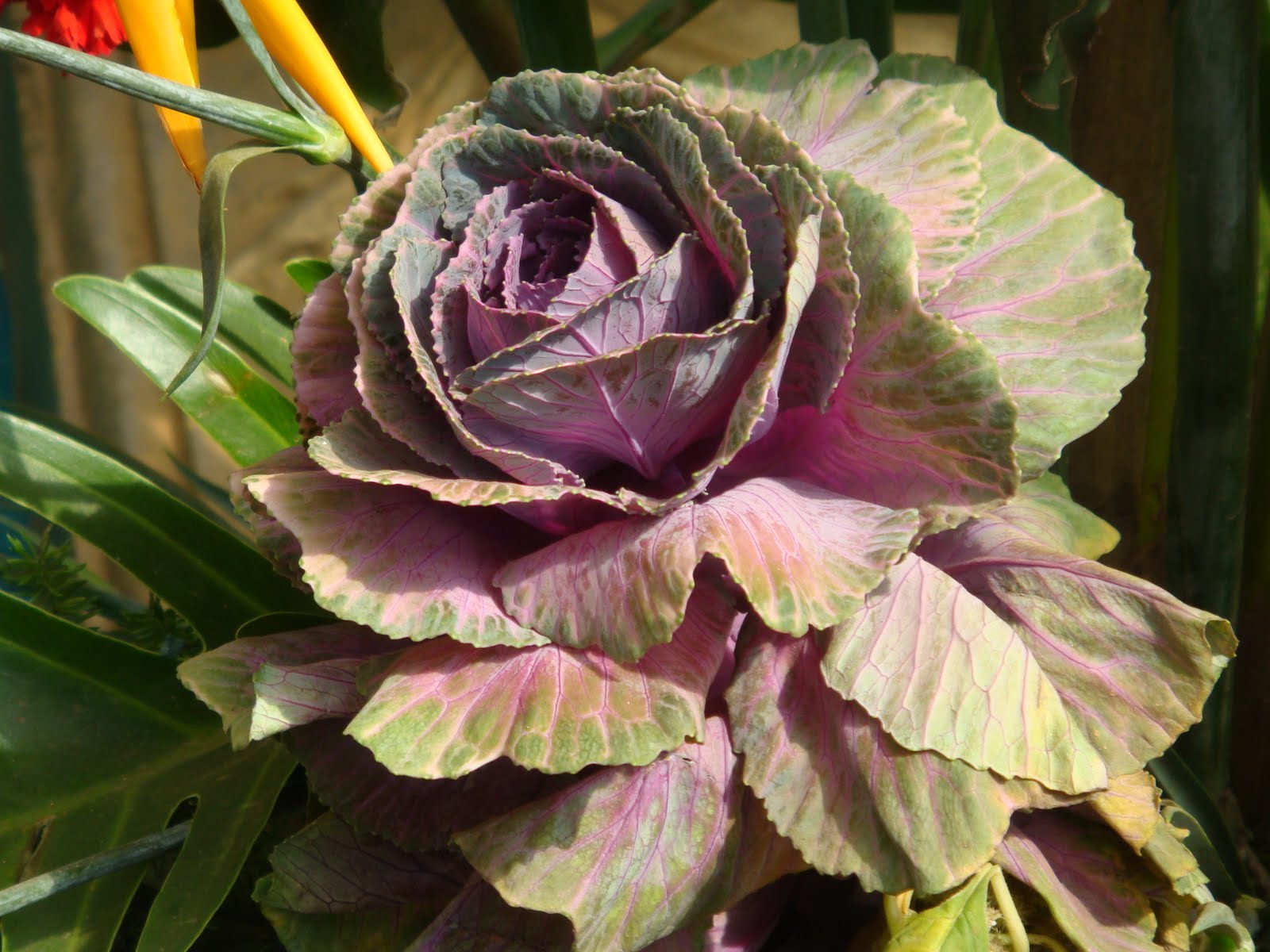 A Protest of Romance: Lalbagh Flower Show - 24 Jan 12