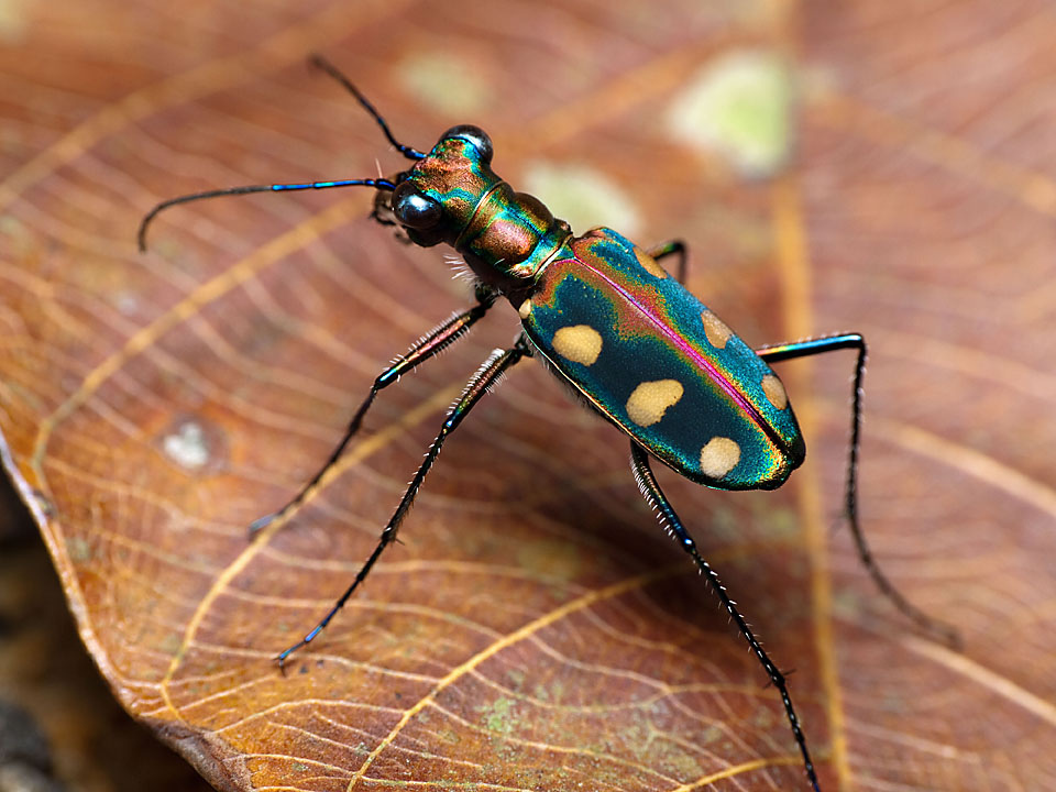 Real Monstrosities: Tiger Beetle