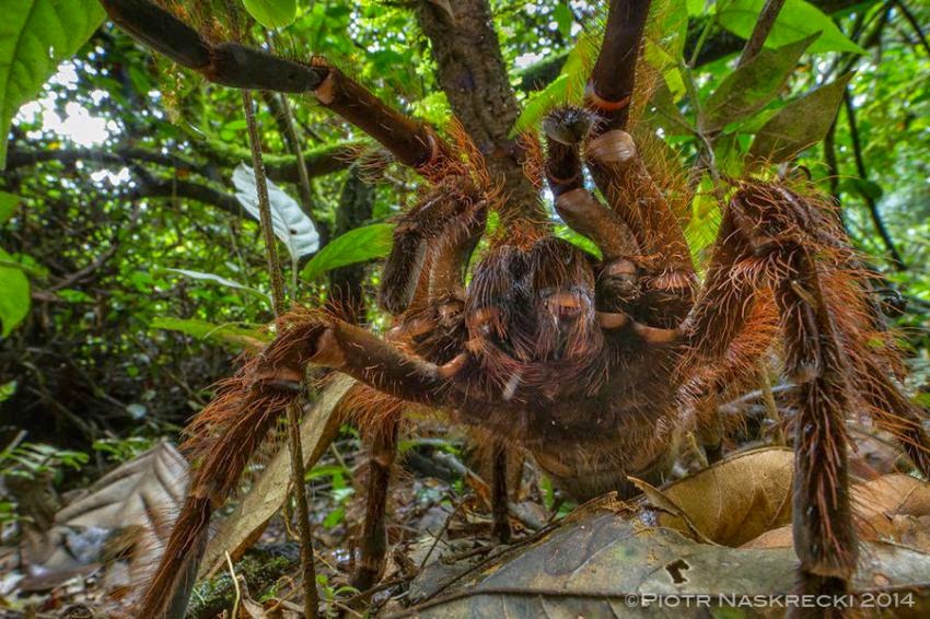Ohsenyum.com: Ohsenyum : ( 4 Gambar) Labah-labah Terbesar Di Dunia